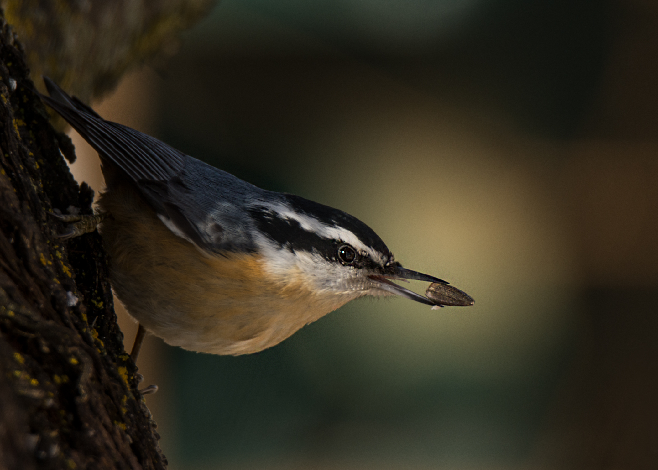 Red-Breasted Nuthatch | Shutterbug